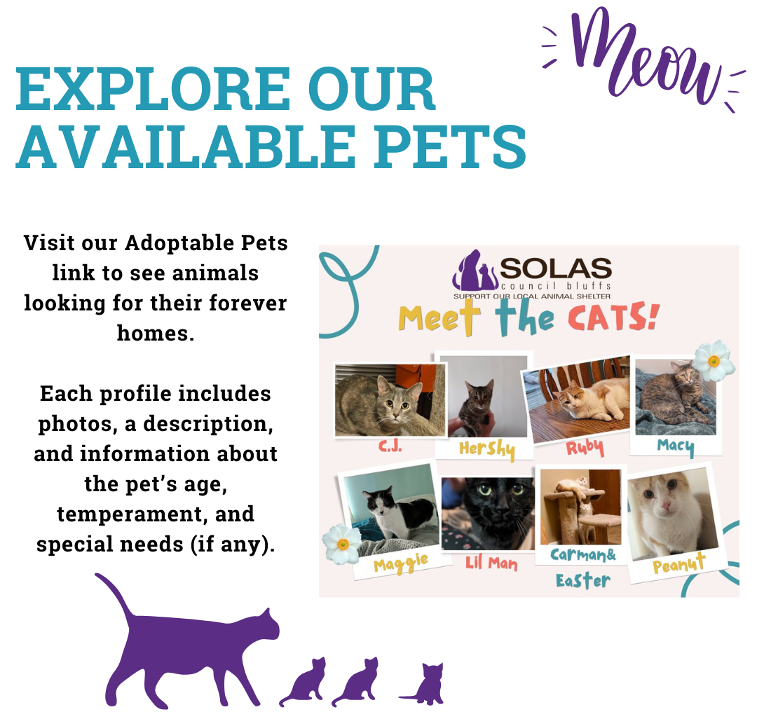 Adopt – Solas Rescue